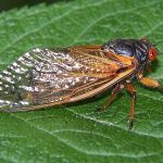 Burns - Caustic Soda