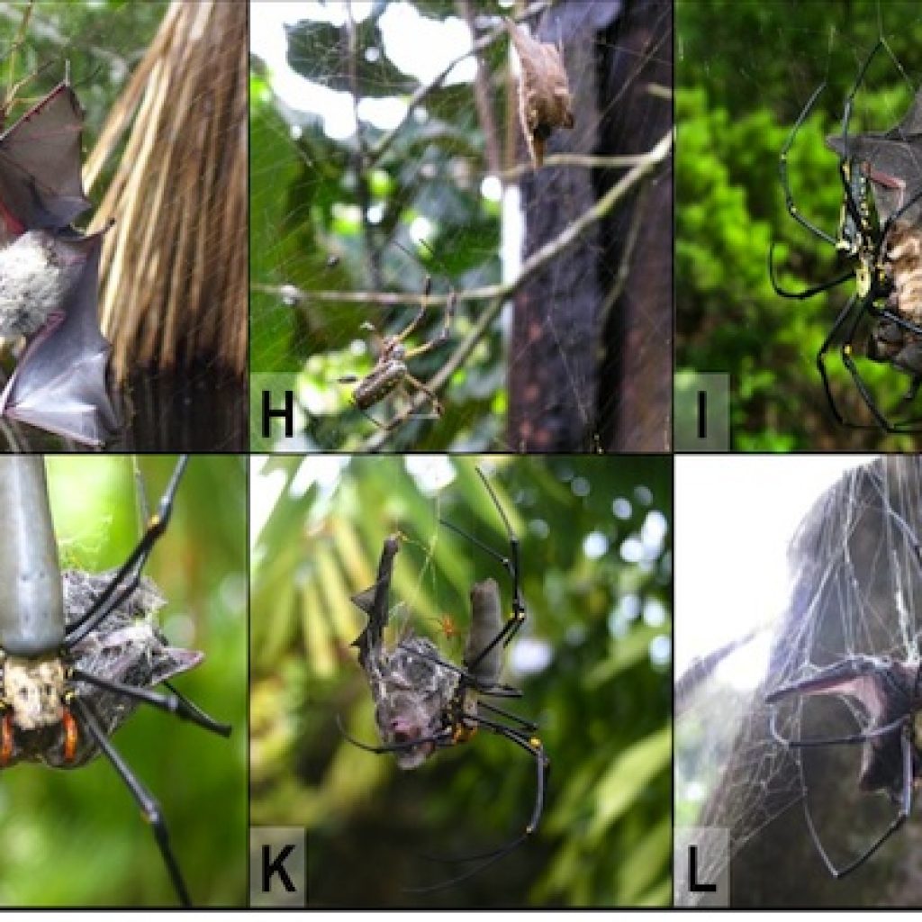 Web Building Spiders - Caustic Soda