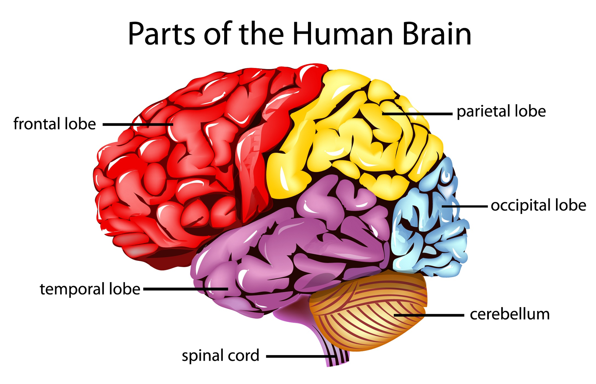The Brain Caustic Soda