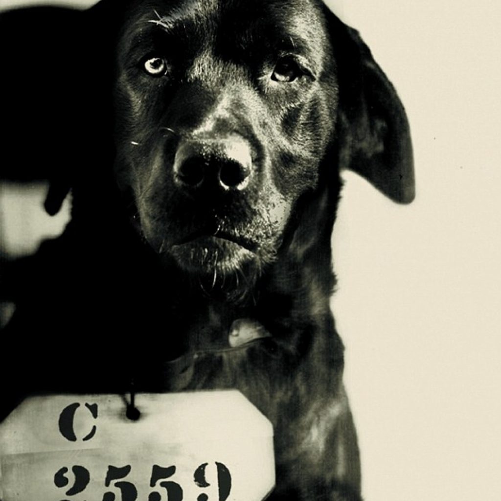 Prisons, Part 1 of 2 - Caustic Soda