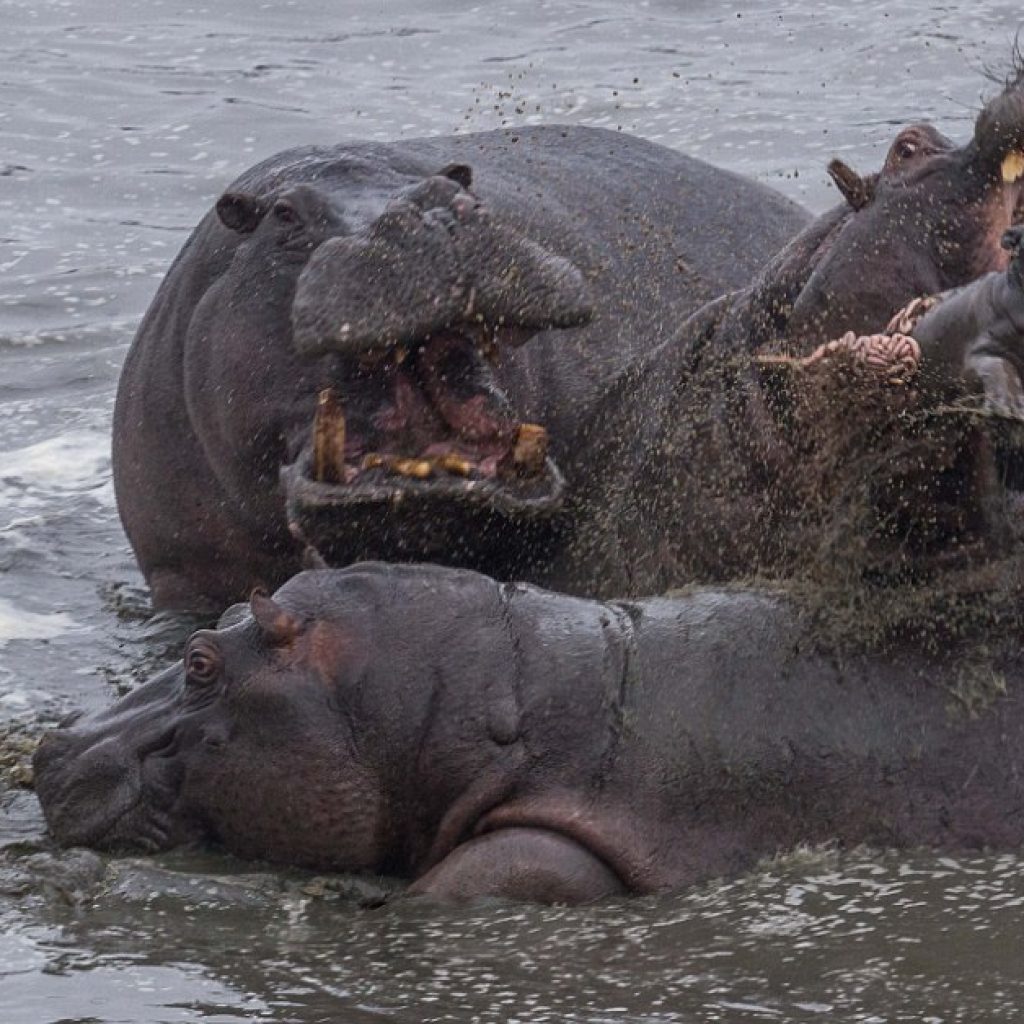 Hippos - Caustic Soda